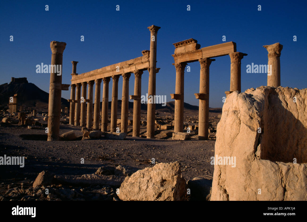 Queen of palmyra hi-res stock photography and images - Alamy