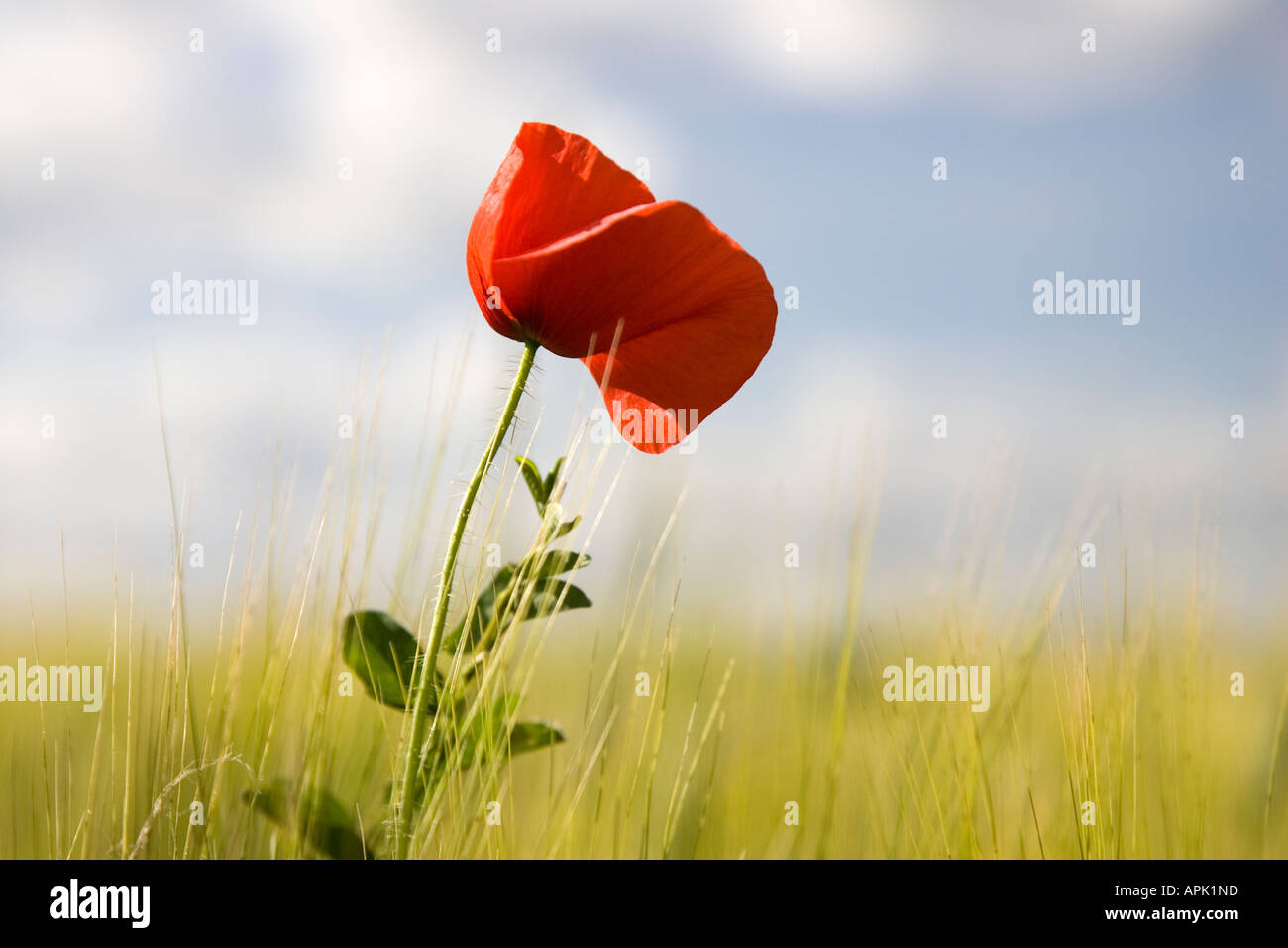 Single poppy on a wheat field Stock Photo - Alamy