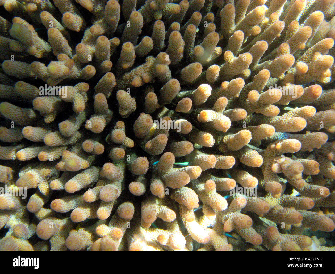 Coral Low Isles Great Barrier Reef North Queensland Australia Stock ...