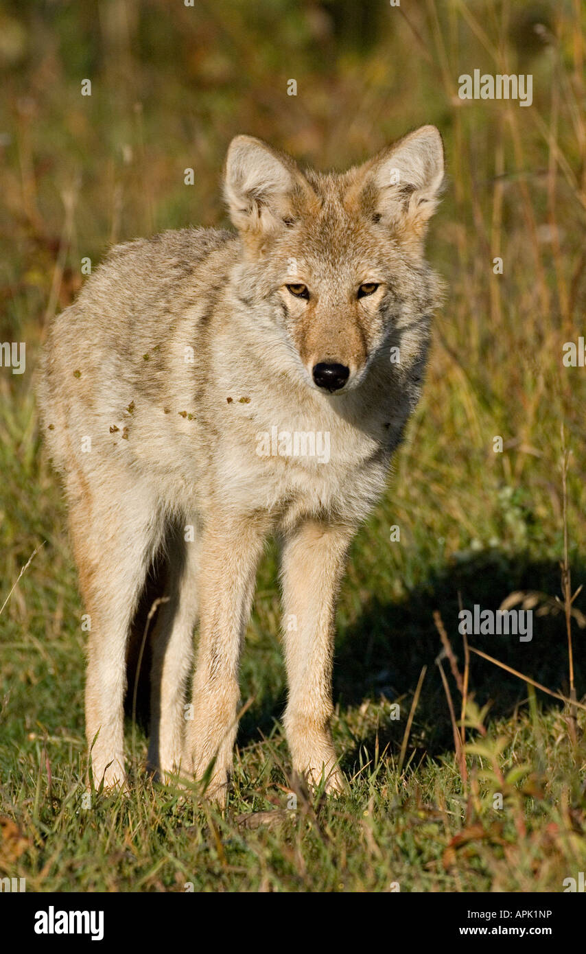 Coyote eye close up hi-res stock photography and images - Alamy