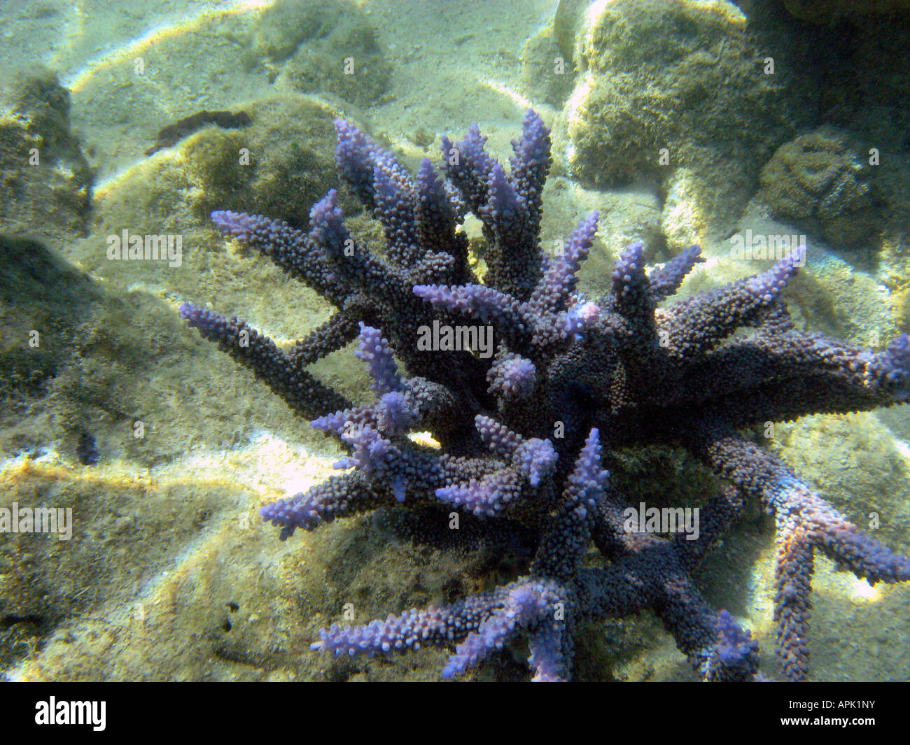 Staghorn Coral Low Isles Great Barrier Reef North Queensland Australia ...