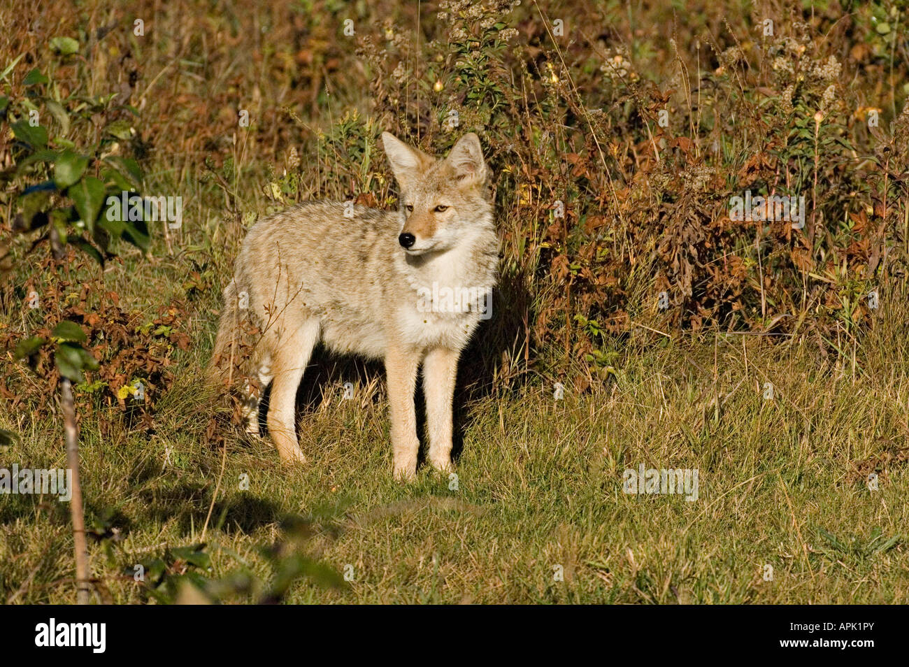 Coyote looking back hi-res stock photography and images - Alamy