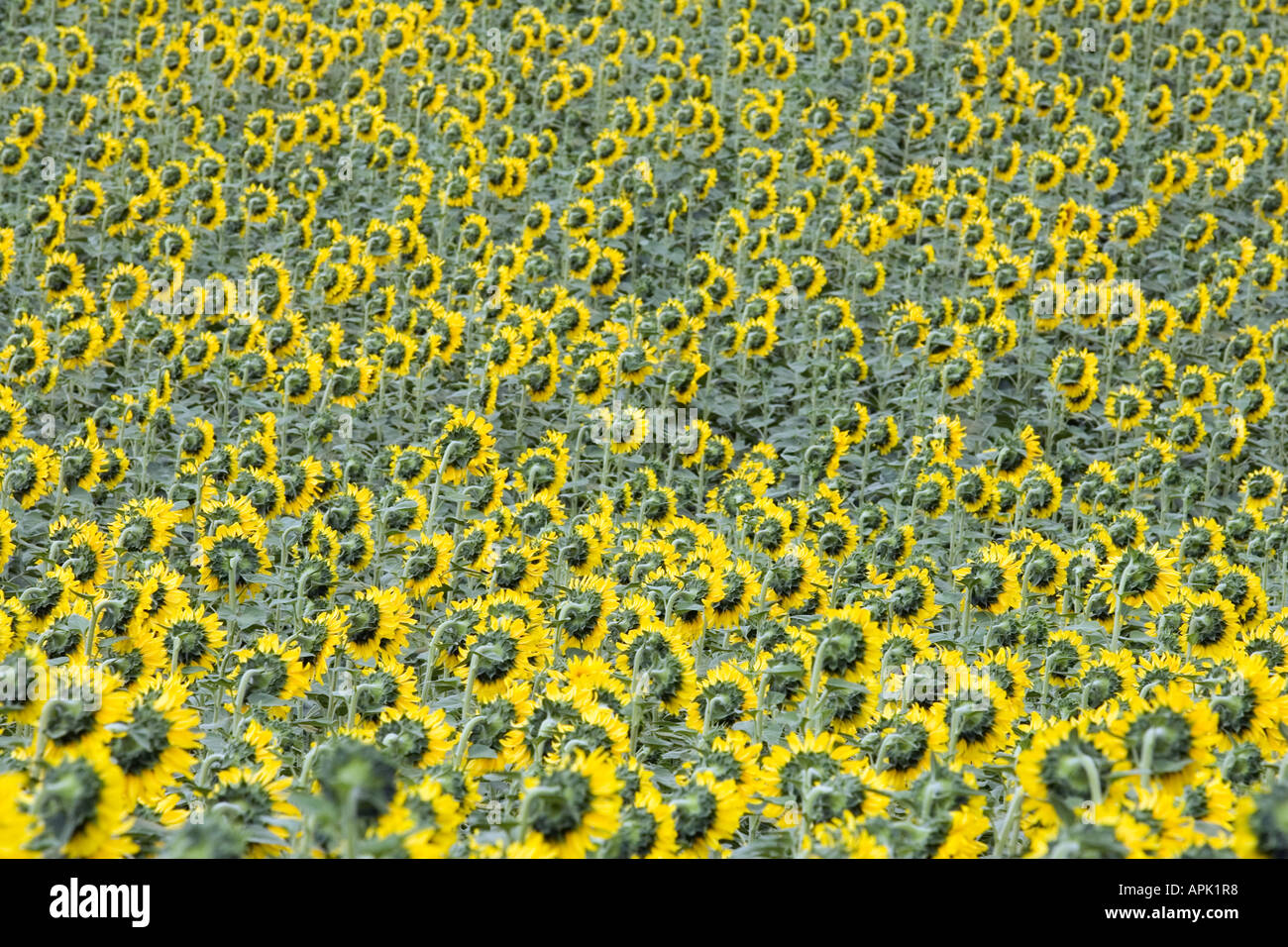 Colorful images of sunflowers Stock Photo - Alamy