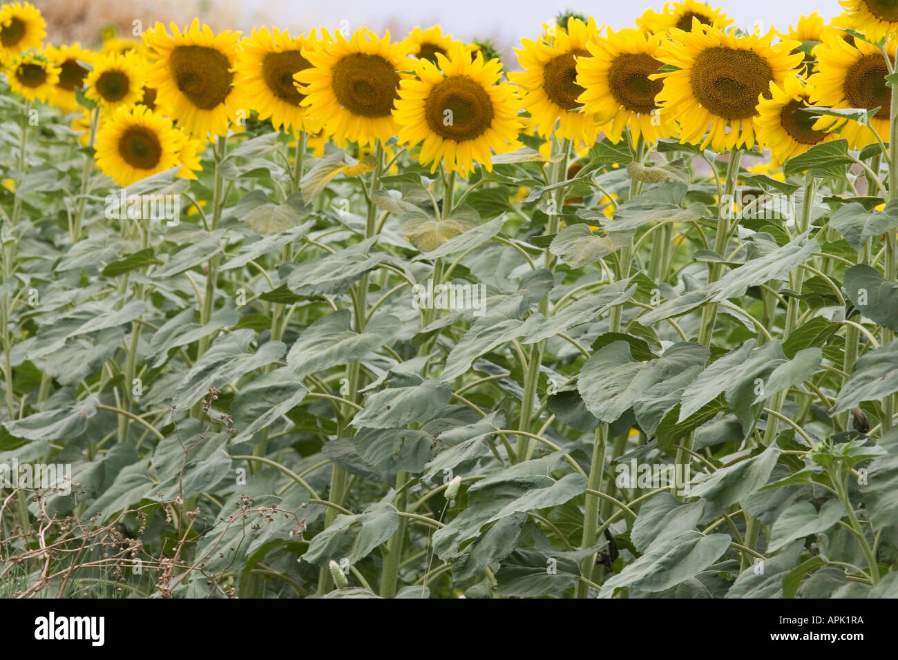 Colorful images of sunflowers Stock Photo - Alamy
