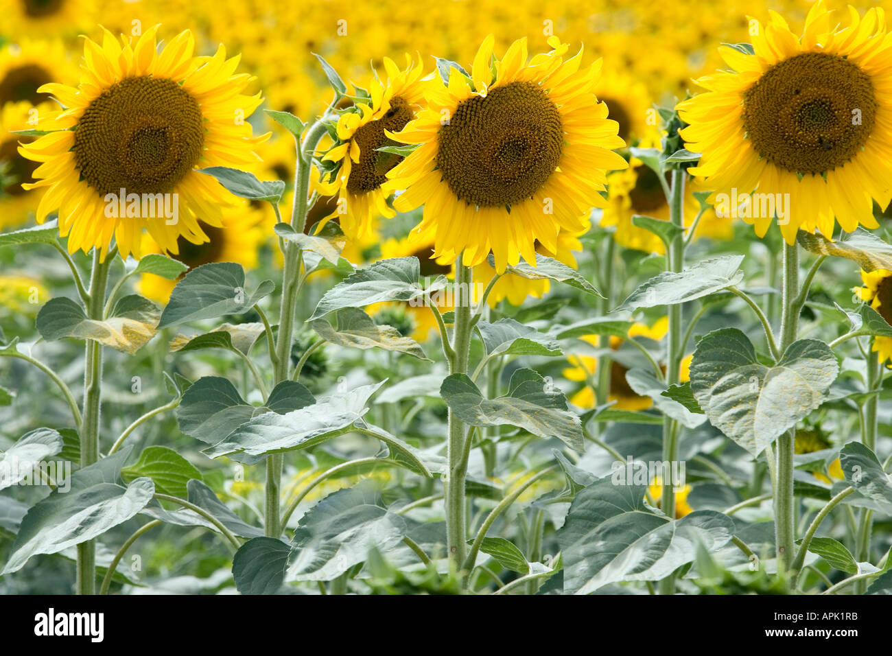 Colorful images of sunflowers Stock Photo - Alamy