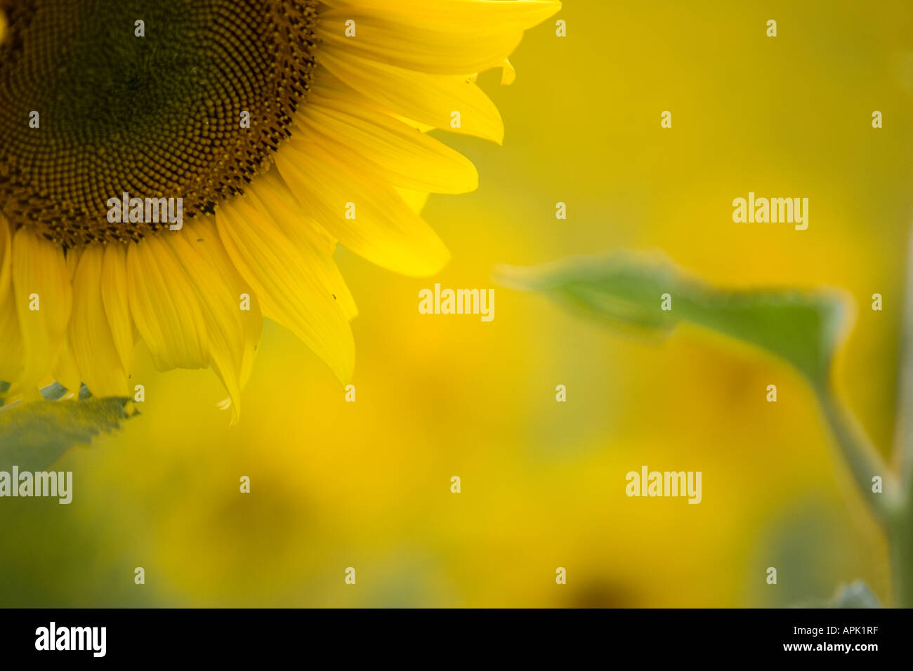 Colorful images of sunflowers Stock Photo - Alamy