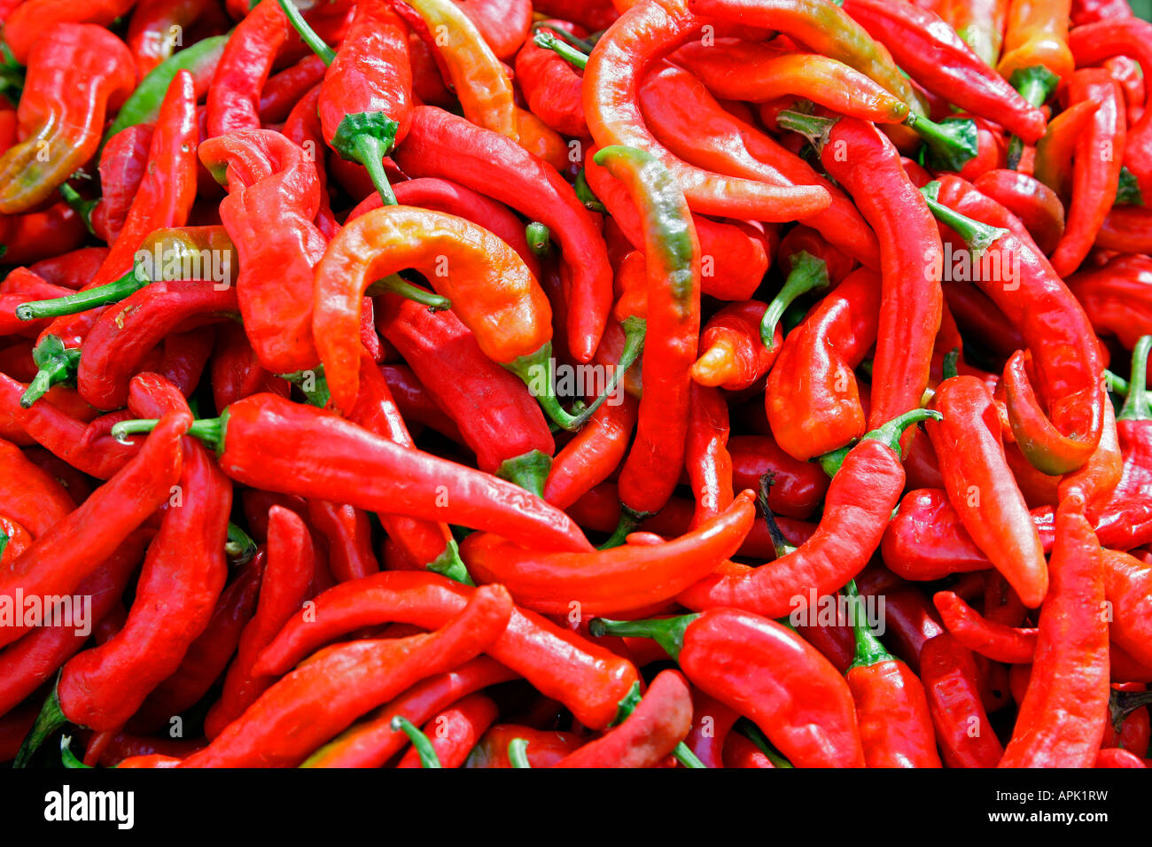 Red chilli peppers, Jodhpur, Rajasthan, India Stock Photo - Alamy