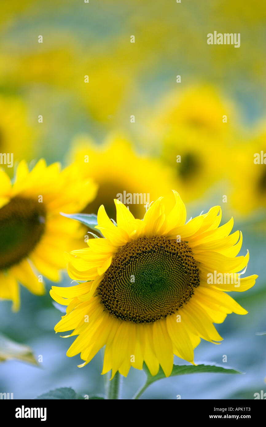Colorful images of sunflowers Stock Photo - Alamy