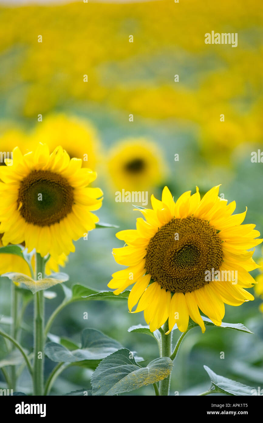 Colorful images of sunflowers Stock Photo - Alamy