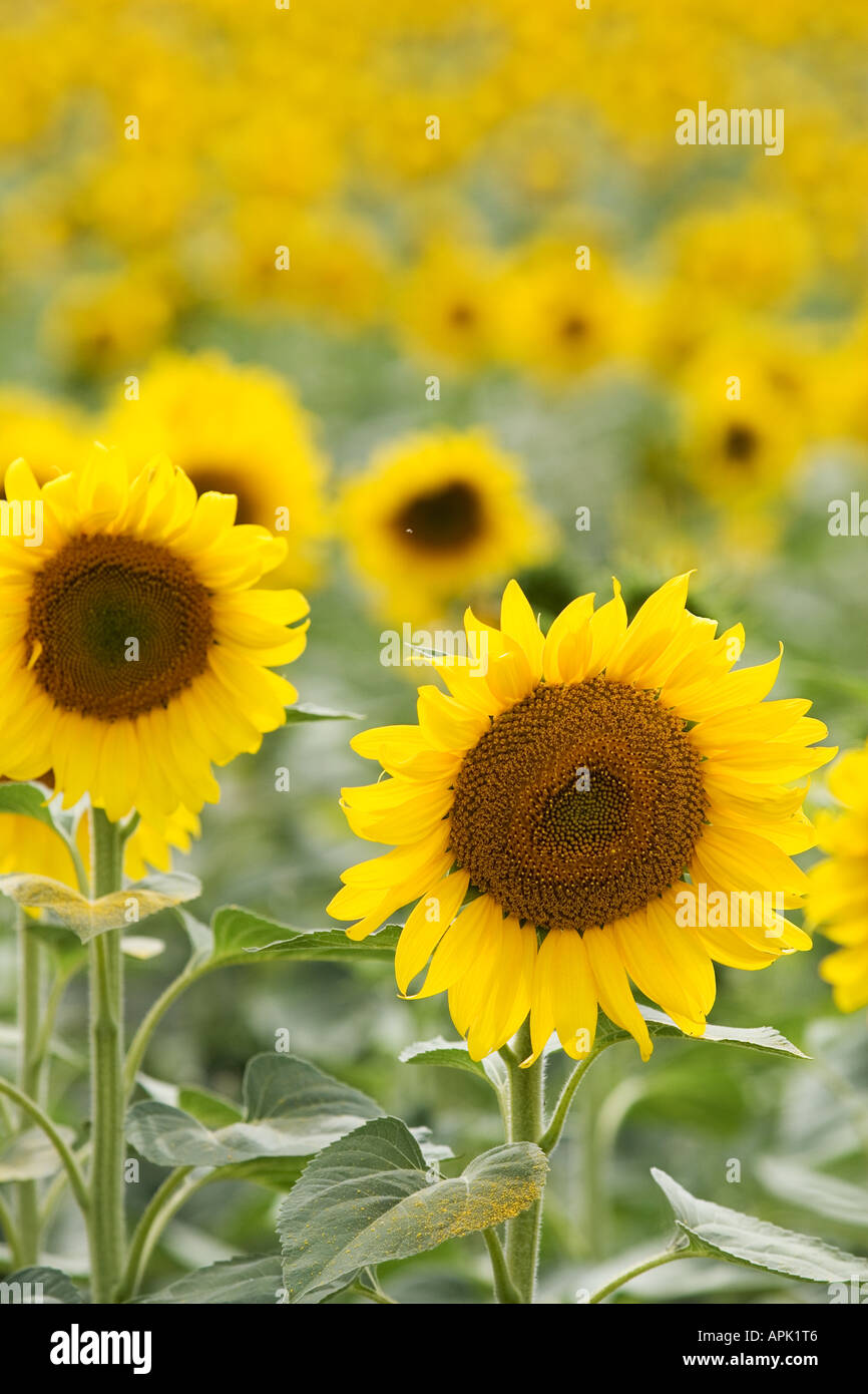 Colorful images of sunflowers Stock Photo - Alamy