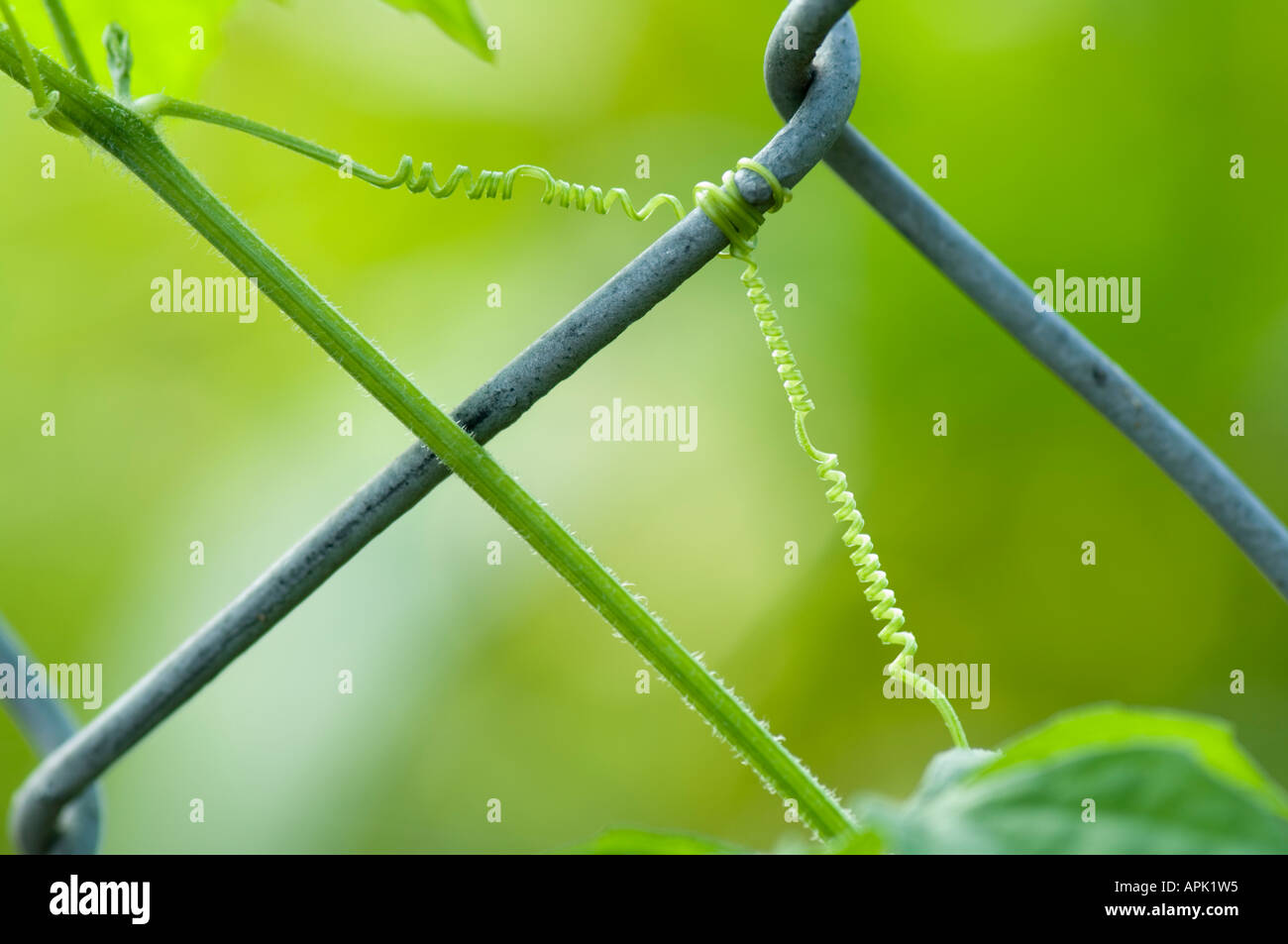 Link flower hi-res stock photography and images - Alamy