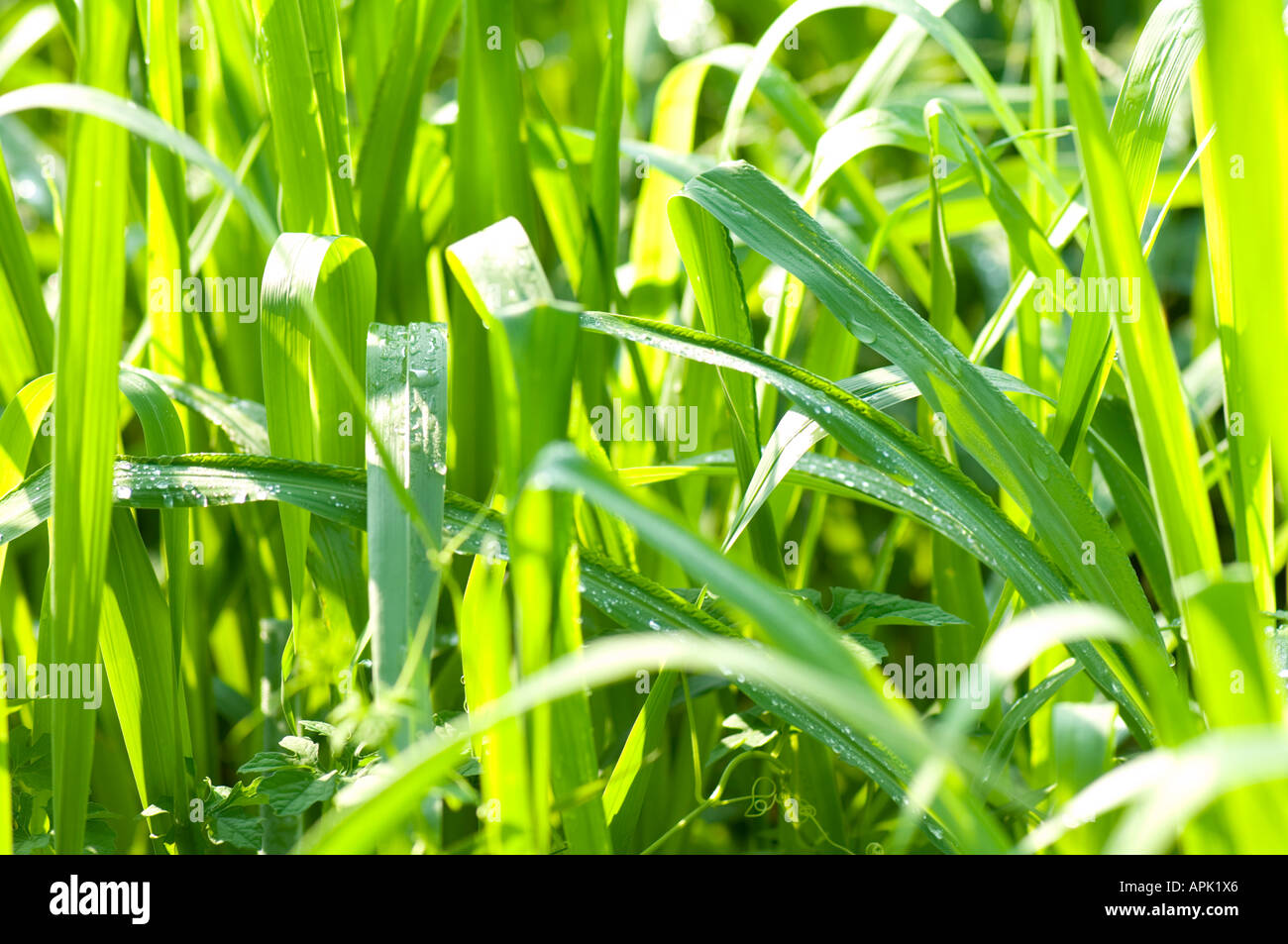 wild grasses growing in Florida Stock Photo - Alamy