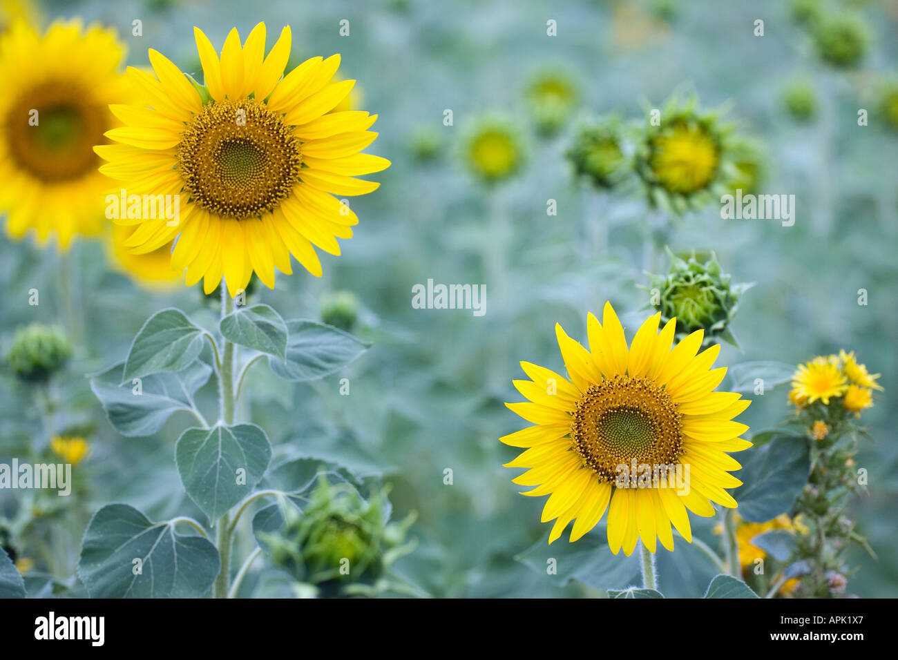 Colorful series of sunflowers with different depth of field degrees ...