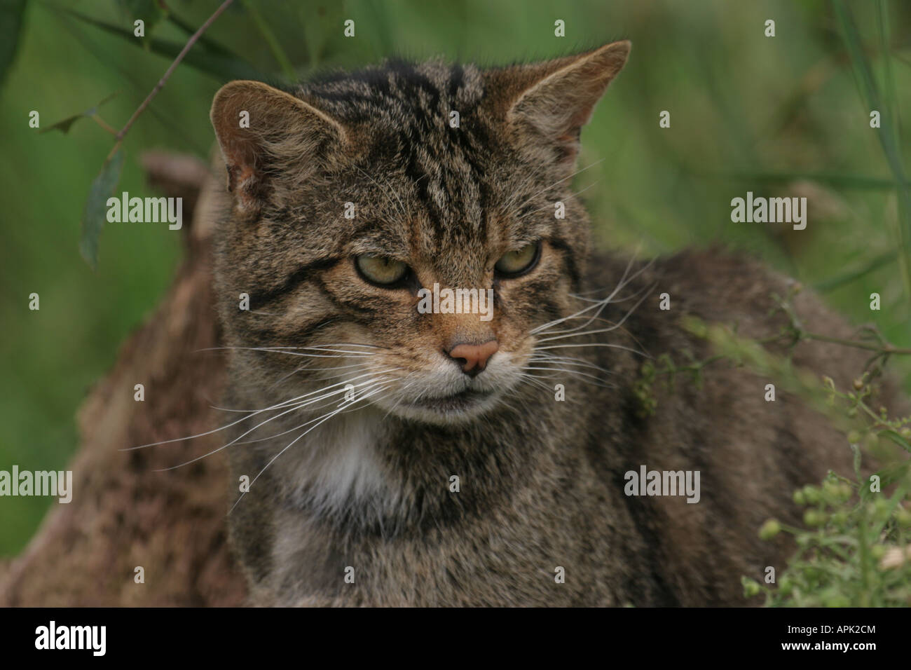 Scottish Wild Cat head Stock Photo - Alamy