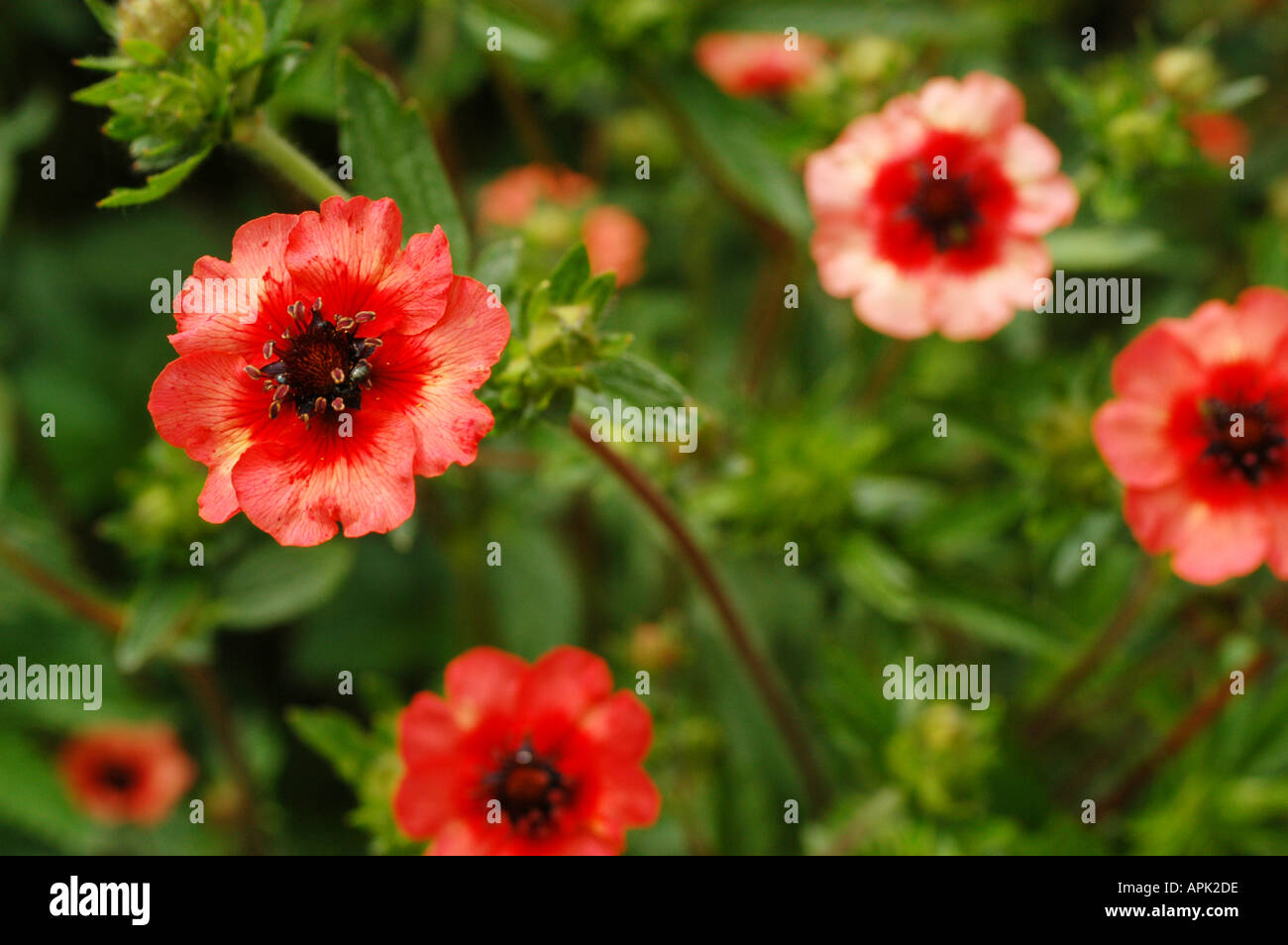 Diffused glow hi-res stock photography and images - Alamy