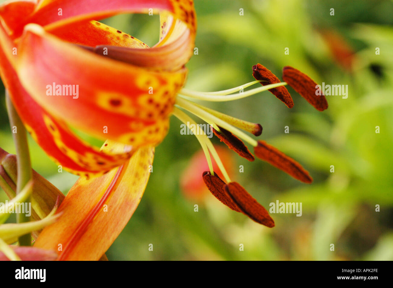 Tiger lily lilium lancifolium splendens hi-res stock photography and ...
