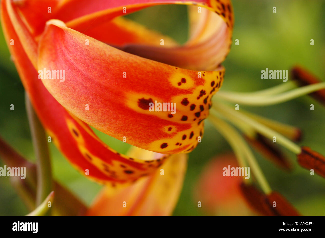 Lilium lancifolium splendens hi-res stock photography and images - Alamy