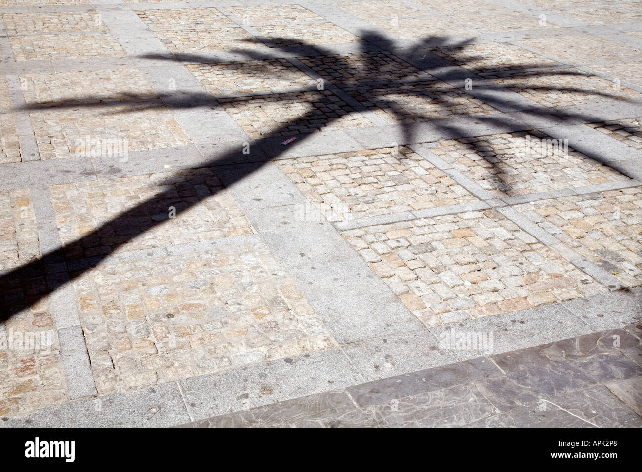 Palm trees shadows on pavement hi-res stock photography and images - Alamy