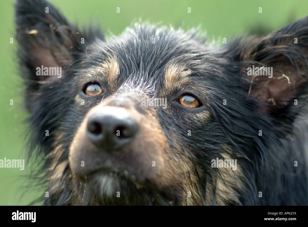 Border Collie close up Stock Photo - Alamy