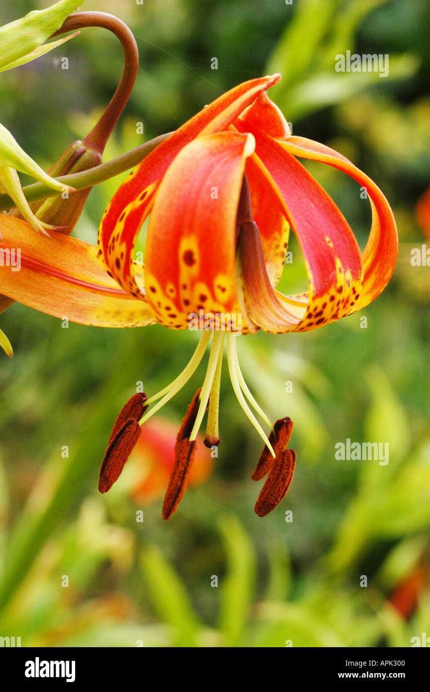 Lilium lancifolium splendens hi-res stock photography and images - Alamy