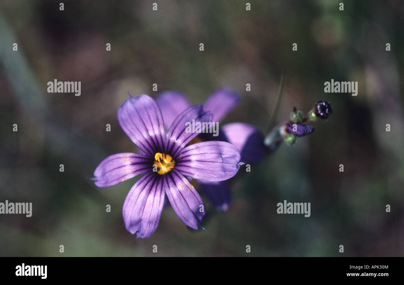 springtime wildflowers in Ring Mountain Preserve Marin county ...