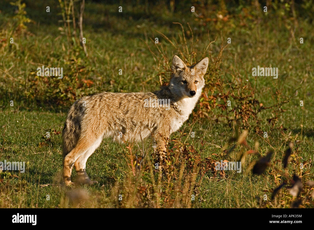 A young coyote looking Stock Photo - Alamy