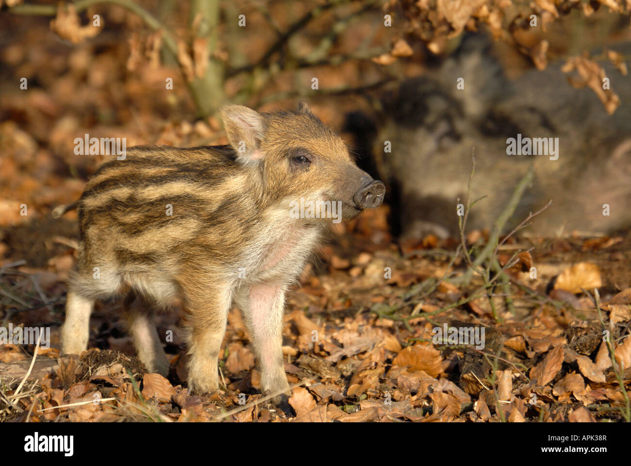 Sleeping pig boar hi-res stock photography and images - Alamy