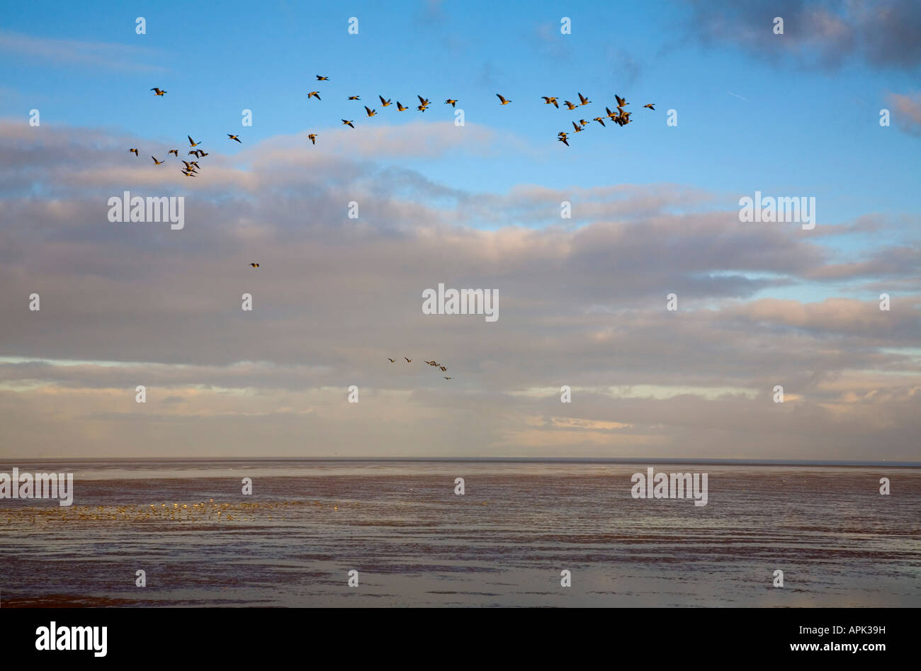 pink footed geese Anser brachyrhynchus flying over pilling marsh ...