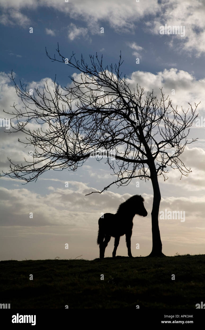 pony on the skyline mendip hills winter somerset Stock Photo - Alamy