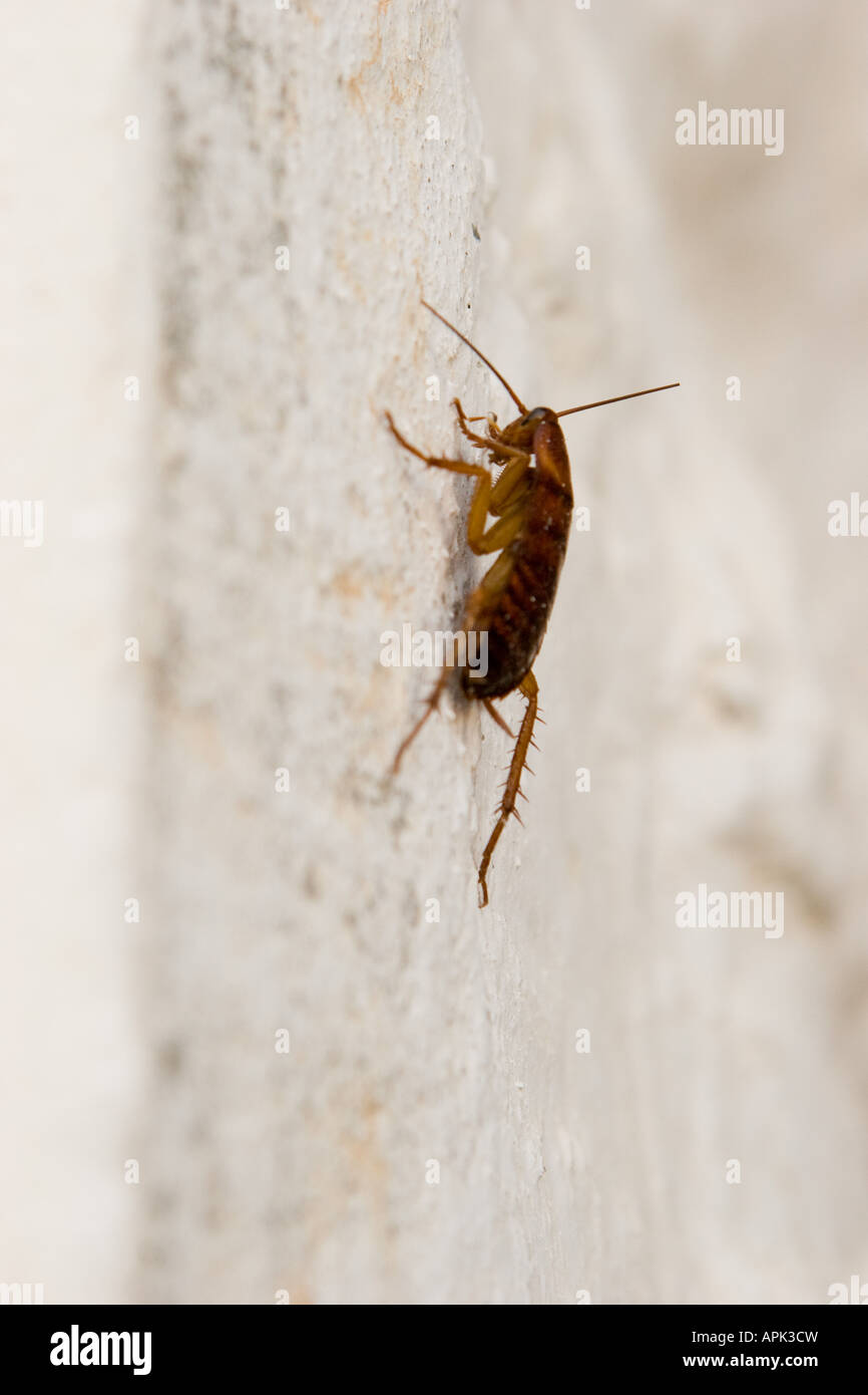 Cockroach on a wall Stock Photo - Alamy