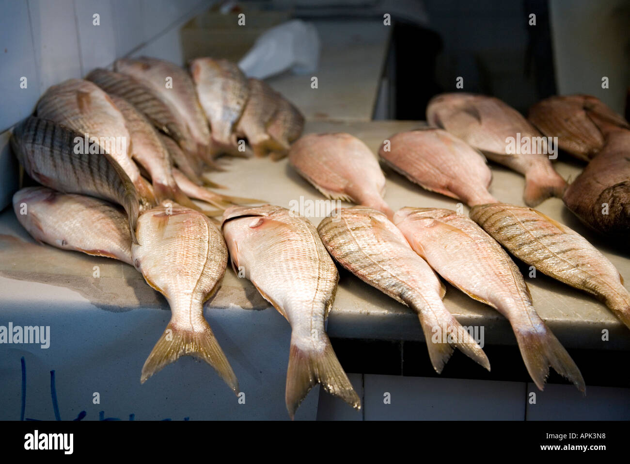 Steenbras hi-res stock photography and images - Alamy