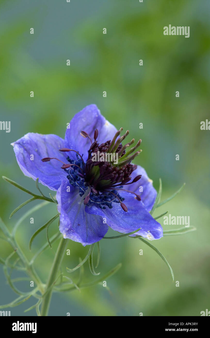 Love in mist flower hi-res stock photography and images - Alamy