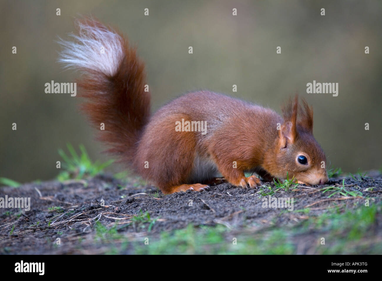 Burying food hi-res stock photography and images - Alamy