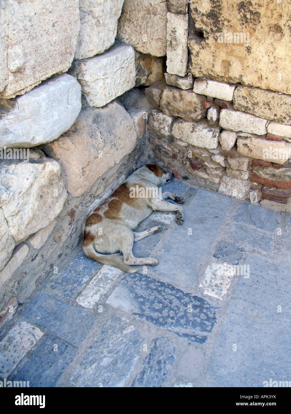 stray dog in athens greece Stock Photo - Alamy