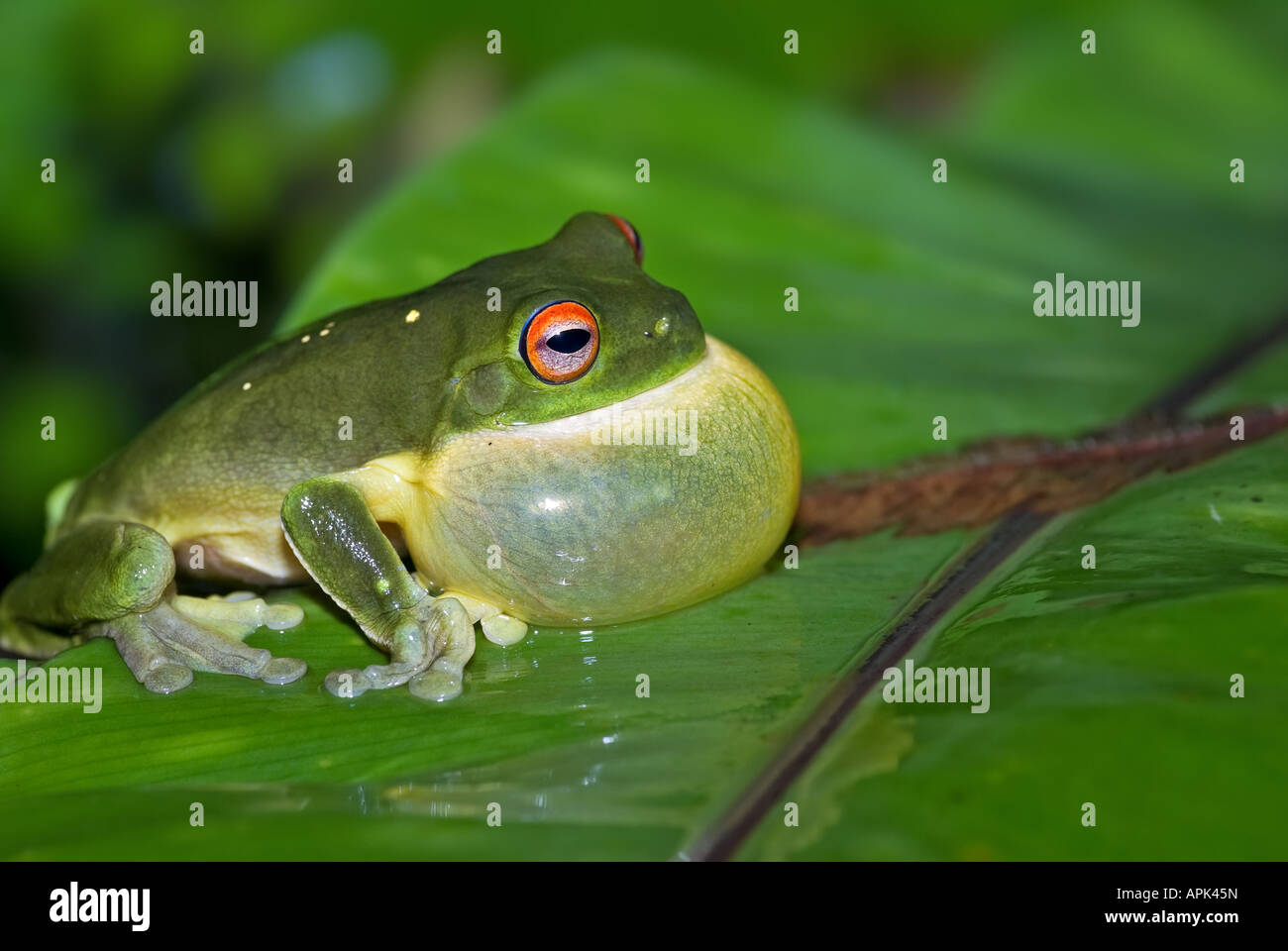 green tree frog on palm leaf is all puffed to croak Stock Photo - Alamy