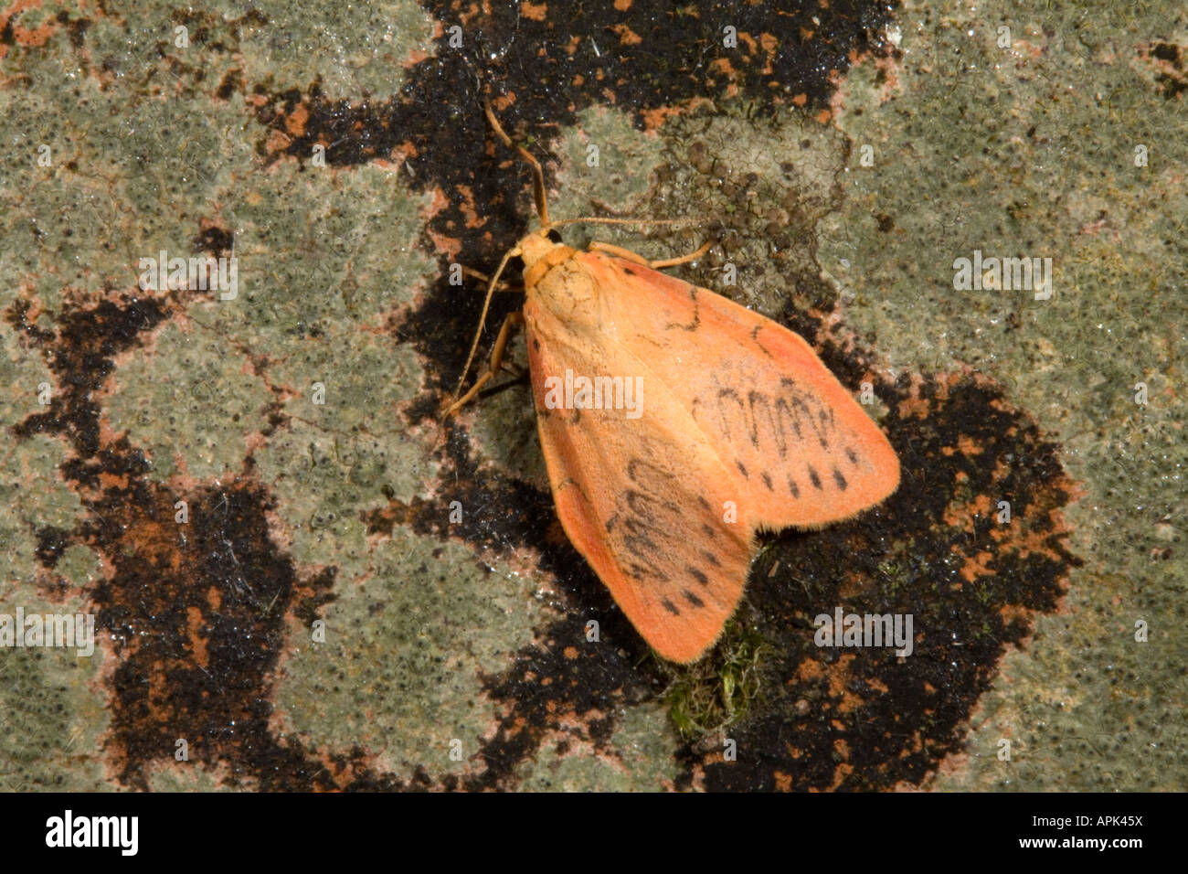 rosy footman moth Miltochrista miniata Stock Photo - Alamy