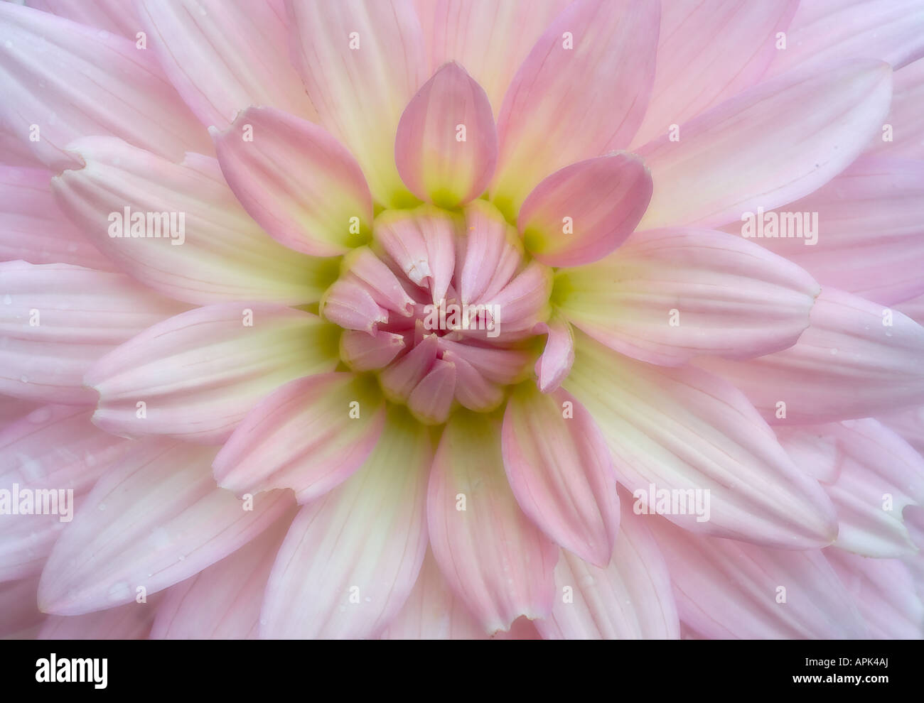 beautiful soft pink and diffused crysanthemum flower Stock Photo - Alamy