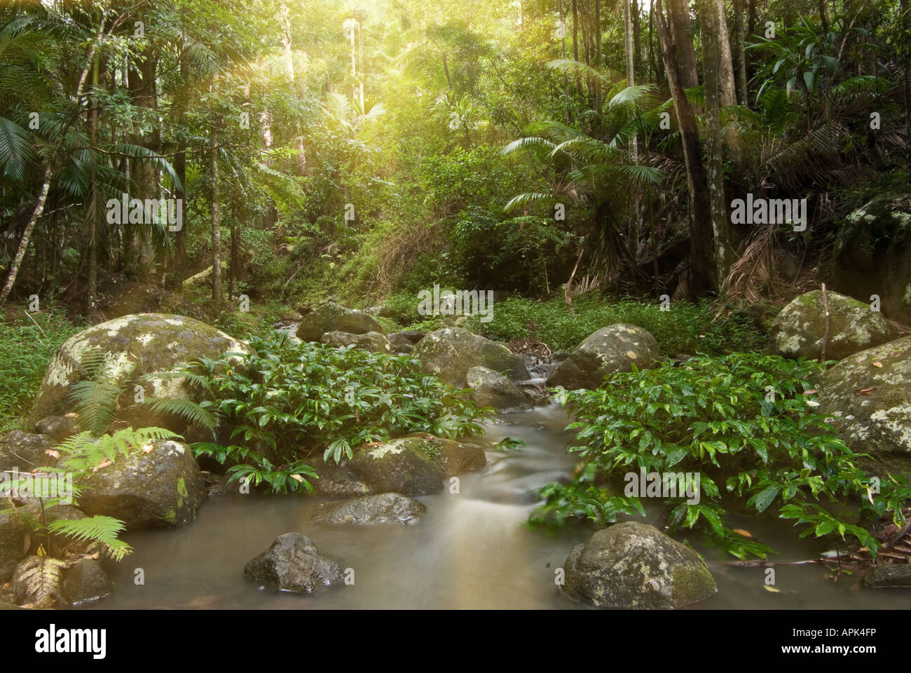 rays of sunlight stream through the rainforest Stock Photo - Alamy