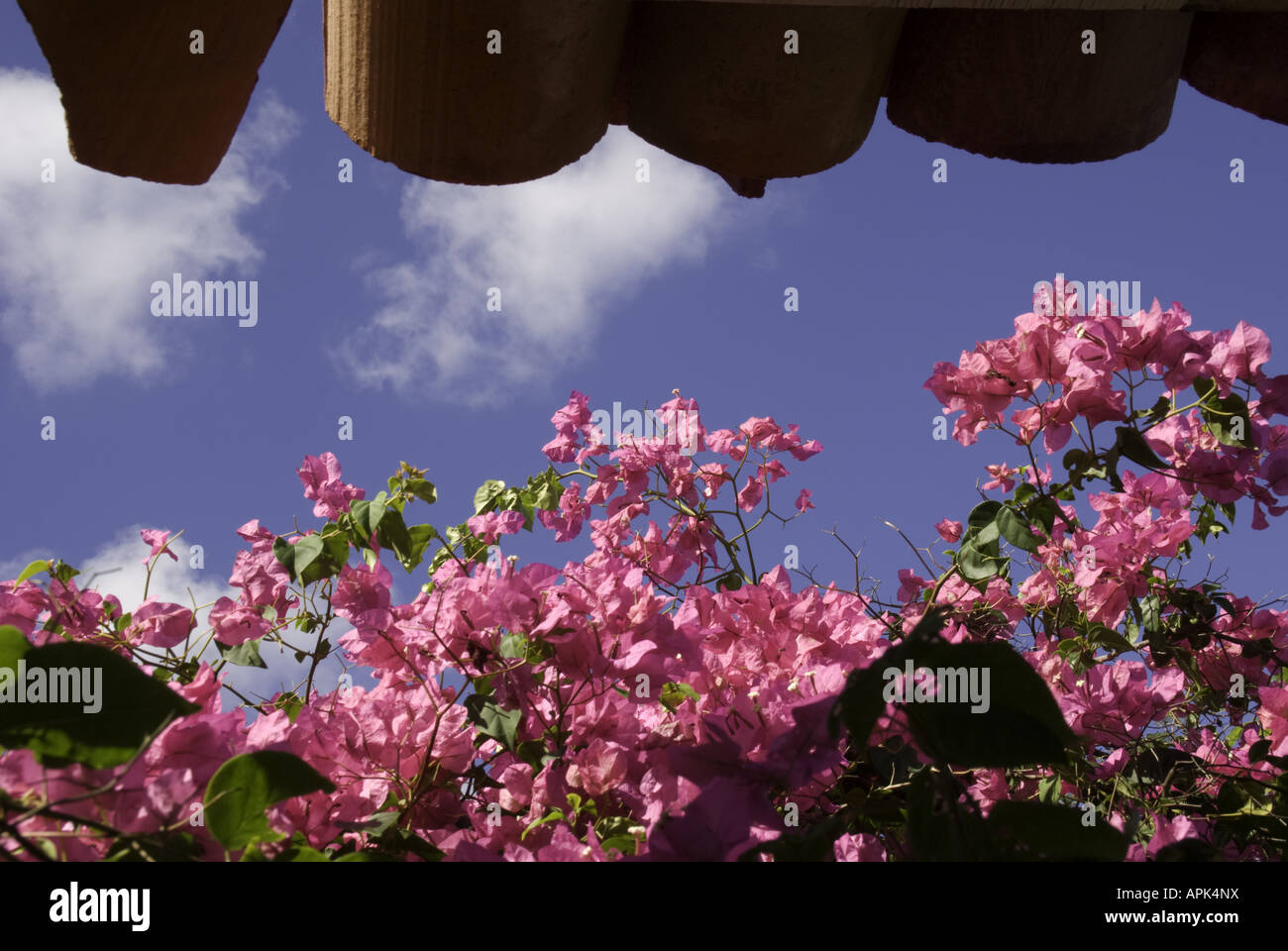 Colorful Curacao flora Stock Photo - Alamy