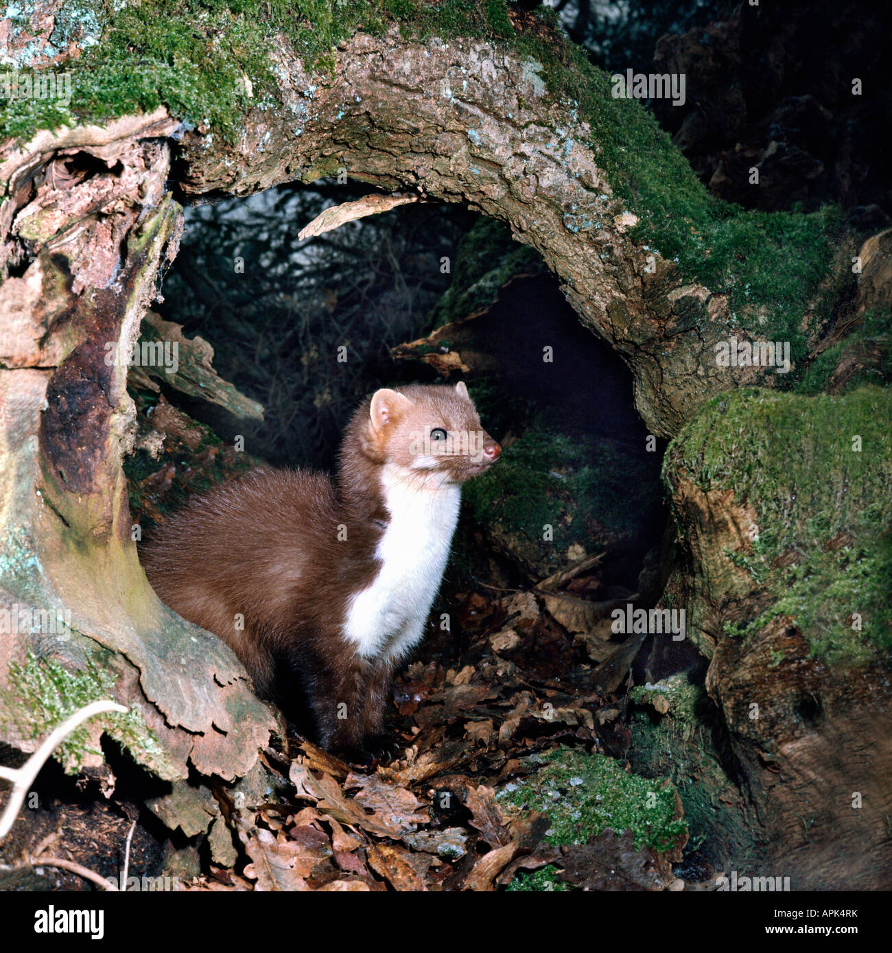 fouine Steinmarder Stone Marten Beech Marten Martes foina young looking ...