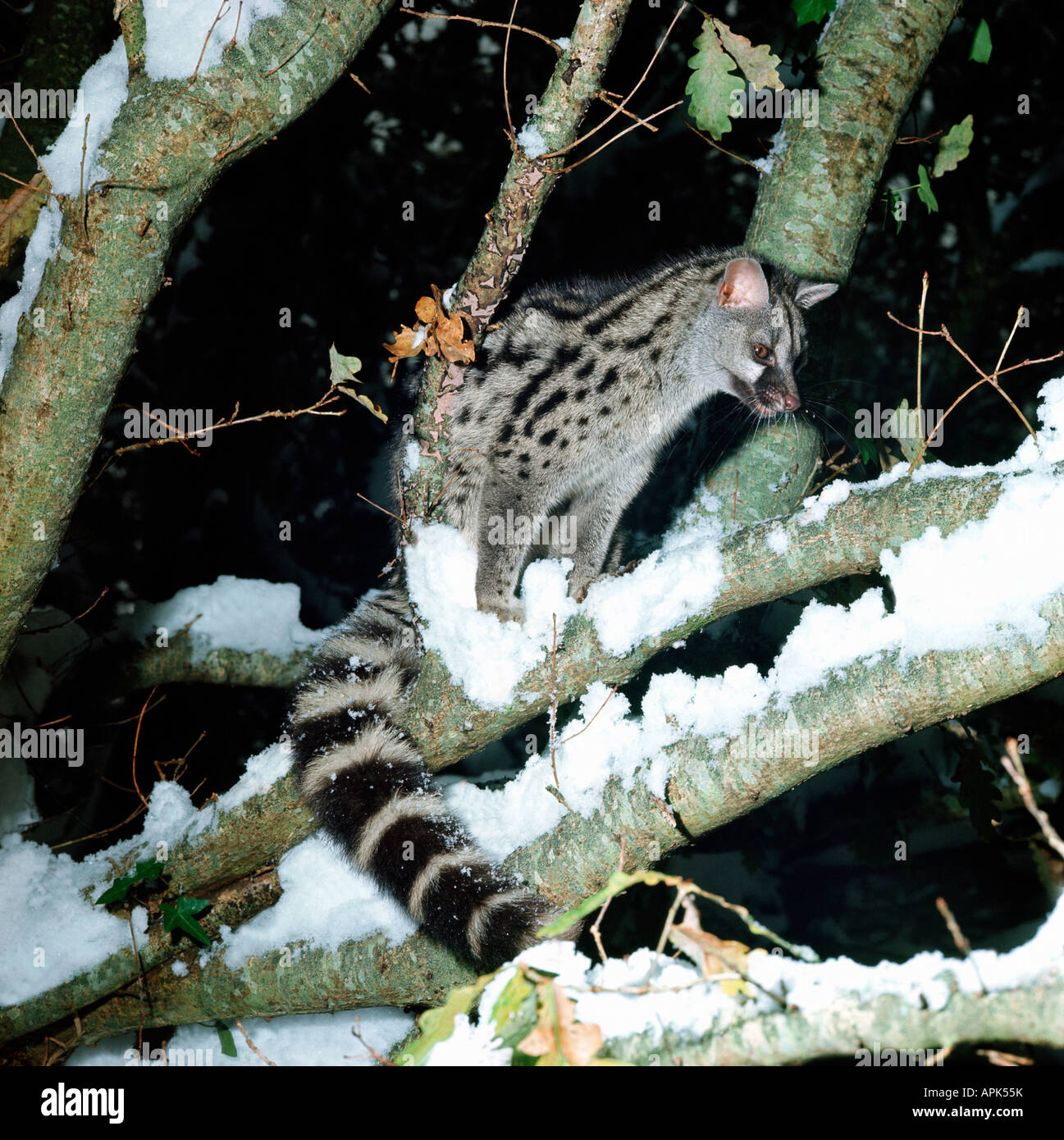 Genette hi-res stock photography and images - Alamy