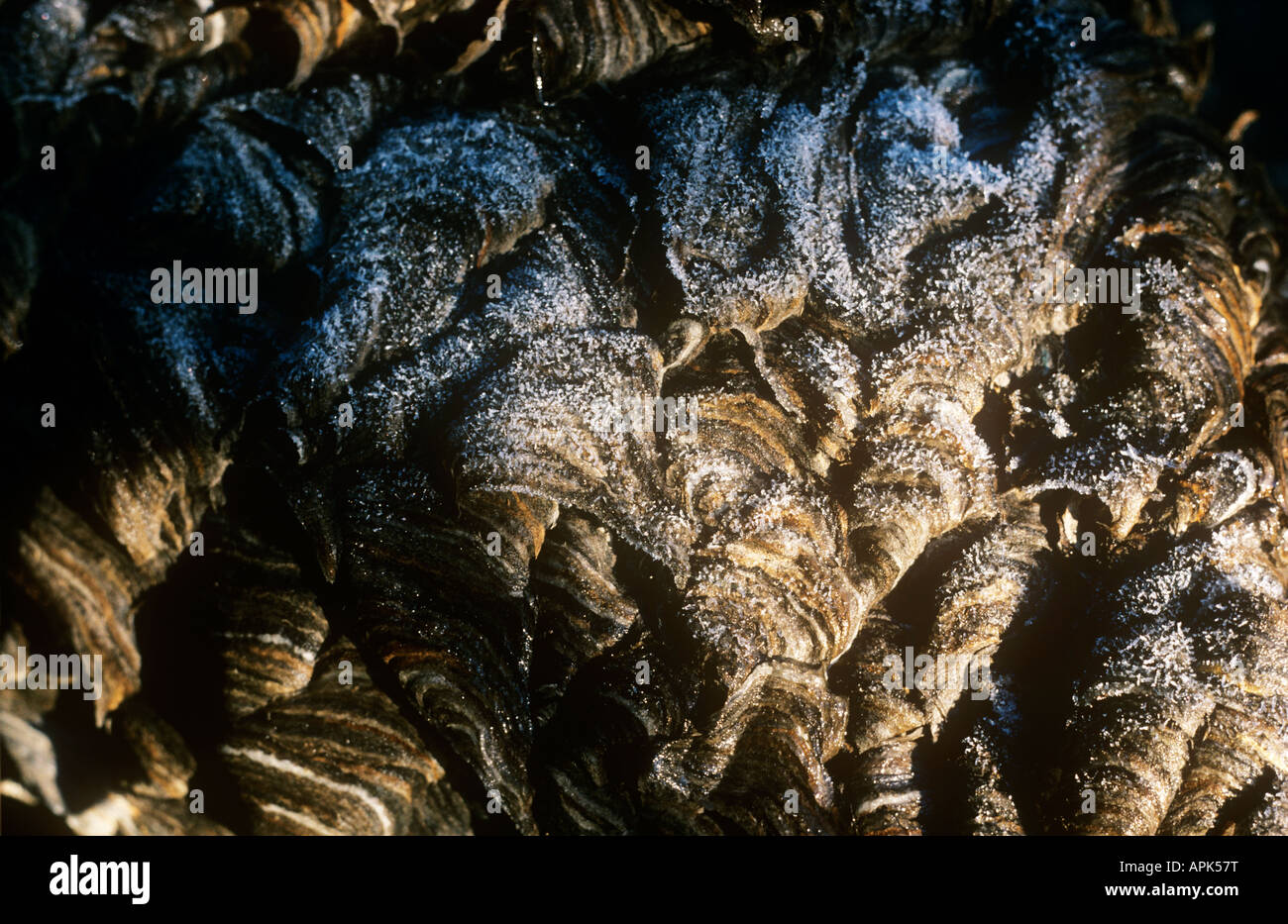 Covered wasp nest hi-res stock photography and images - Alamy