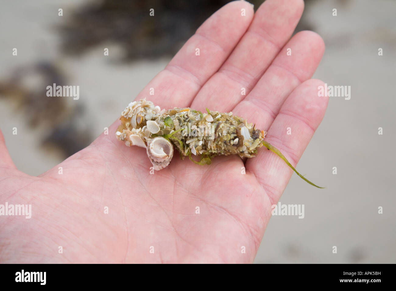 Tube worm shells hi-res stock photography and images - Alamy