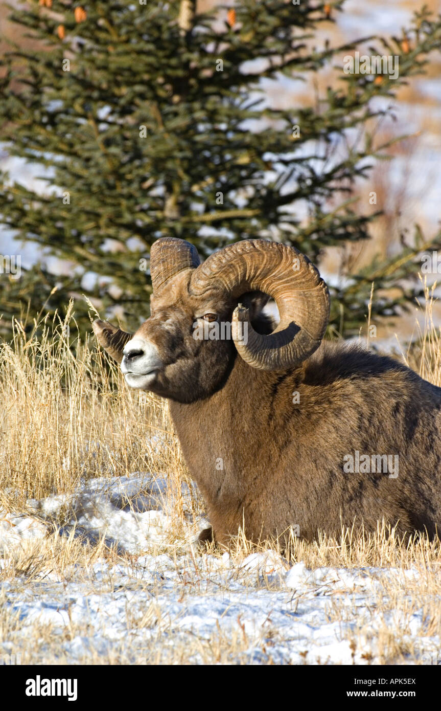 Ram laying down hi-res stock photography and images - Alamy