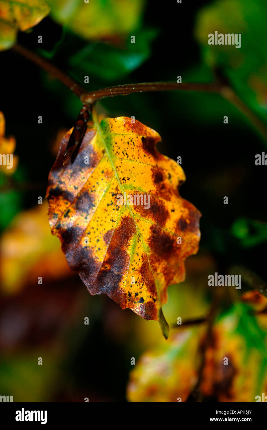 Autumn Leaf Changing Colours Stock Photo - Alamy