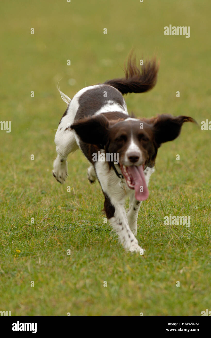 Flopping ears hi-res stock photography and images - Alamy