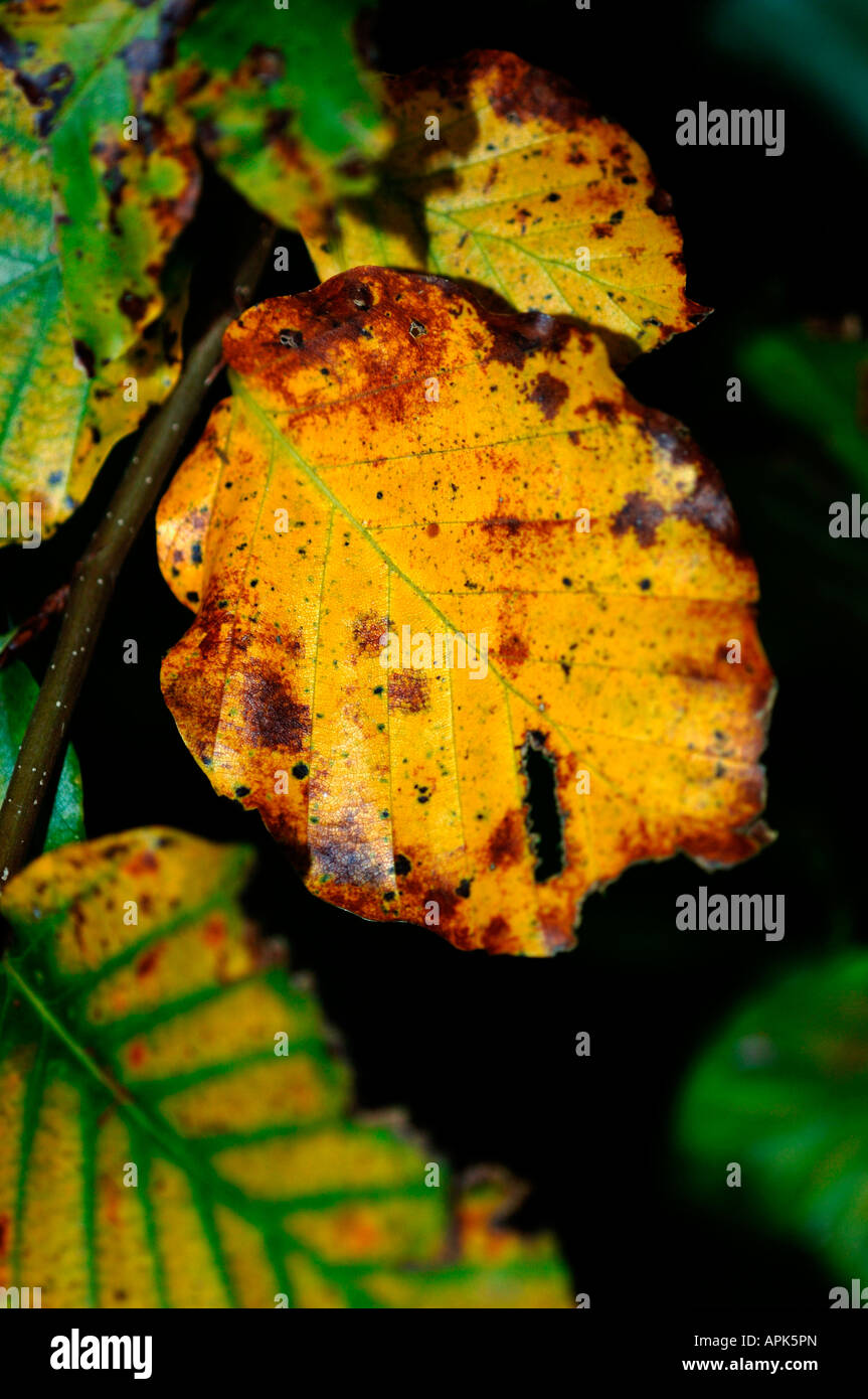 Autumn Leaf Changing Colours Stock Photo - Alamy