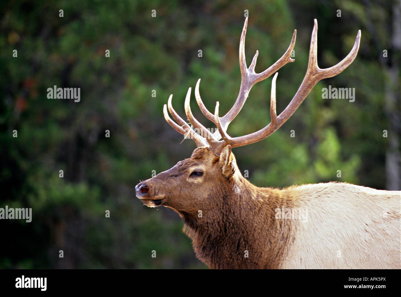 A side portrait of a bull elk Stock Photo - Alamy