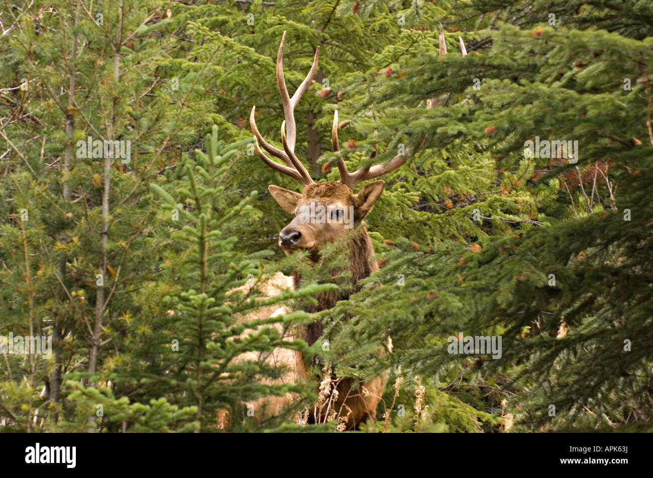 A large Bull Elk hiding in the trees Stock Photo - Alamy