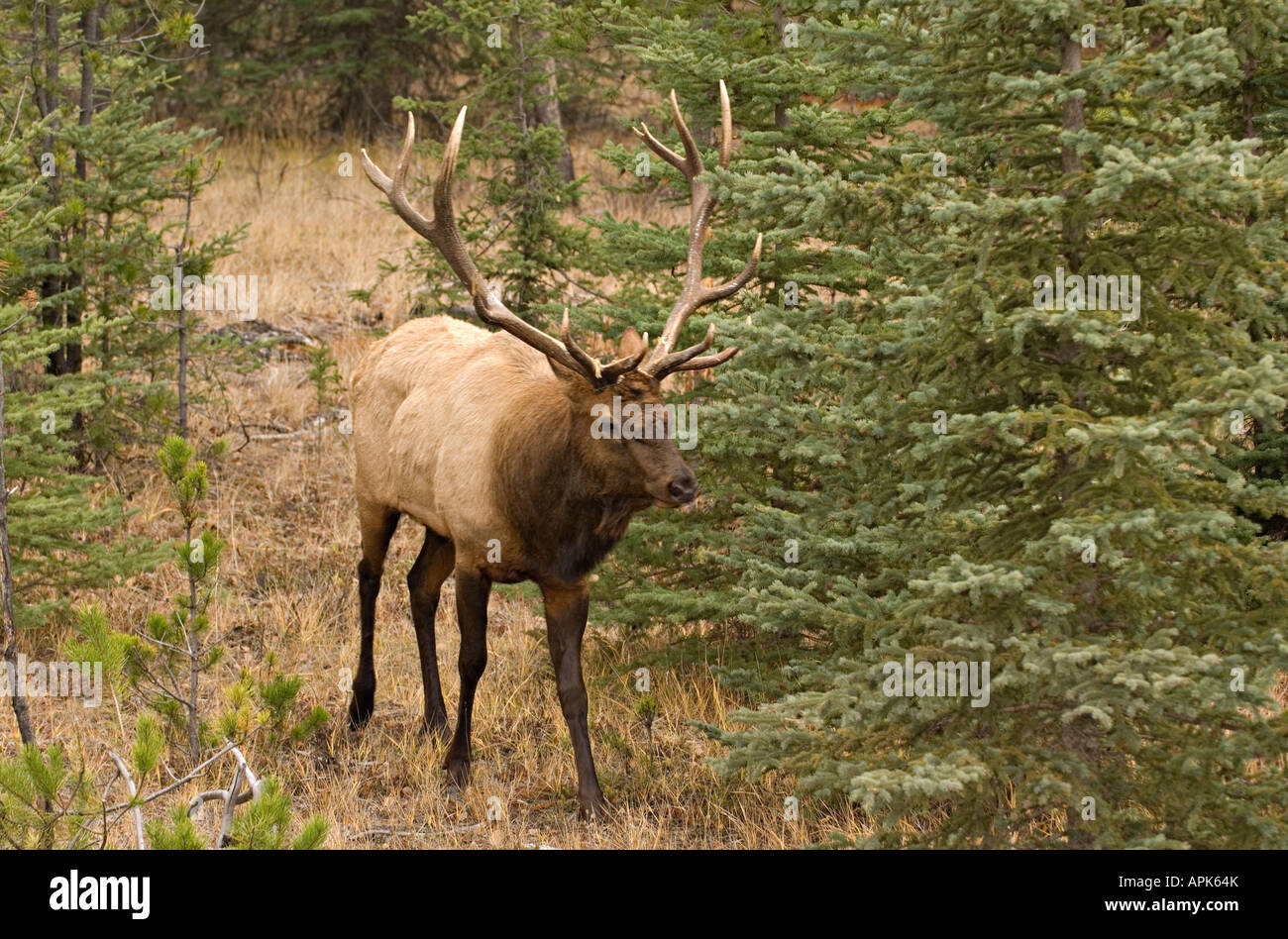 A Bull Elk walking in the forest Stock Photo - Alamy